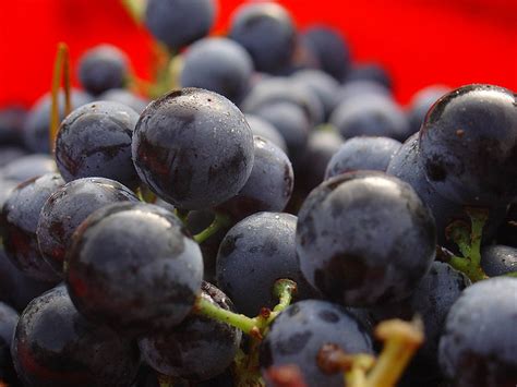 Исплатени 341 милион денари субвенции за лозарите тутунарите и градинарите