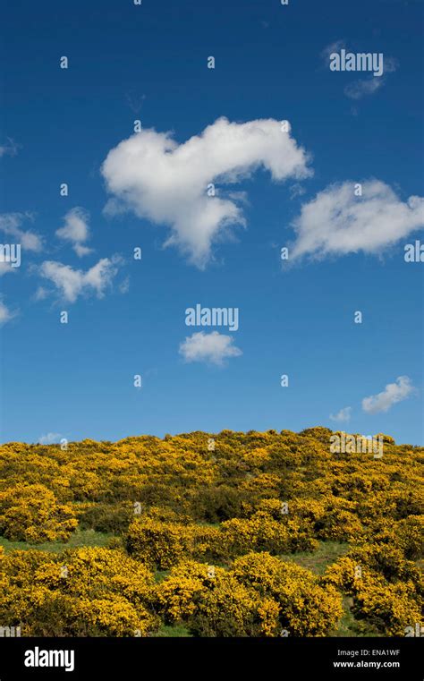 Ulex Europaeus Flowering Gorse In The Scottish Countryside Against A