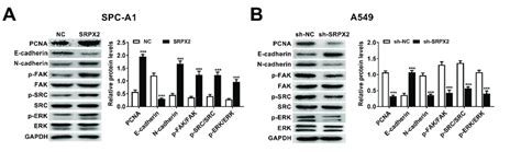 Srpx2 Modulates Emt And Faksrcerk Pathway A B The Protein Levels