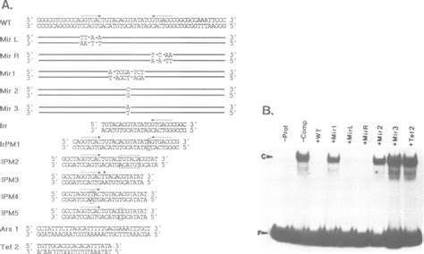 Chemically Synthesized Oligonucleotides Used For Band Shift Analyses Download Scientific
