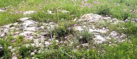 Bison People Land Ecosystem Restoration Communities