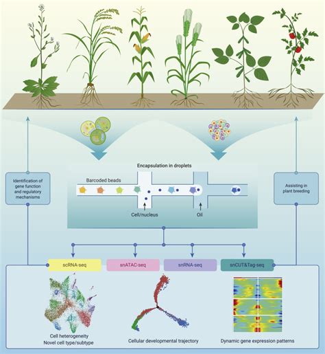 Single Cell Technologies From Research To Application The Innovation