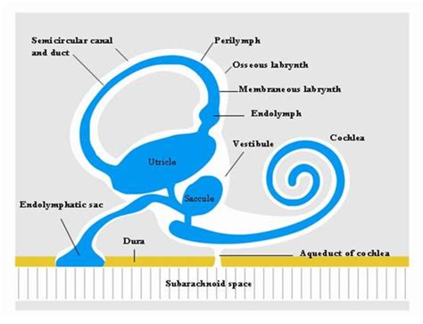 Endolymphatic Duct Endolymphatic Sac Tumor Definition Causes