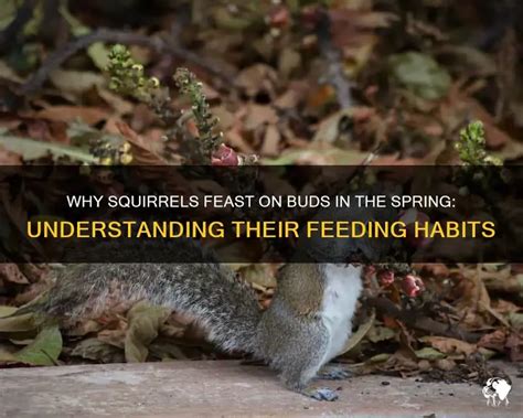 Why Squirrels Feast On Buds In The Spring Understanding Their Feeding