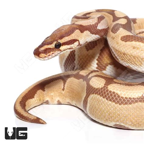 2021 Male Orange Dream Ultra Mel 66 Het Cryptic Ball Python Python