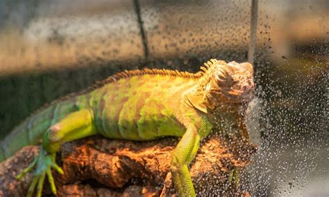 Premium Photo A Praying Mantis Walking On Glass Jars