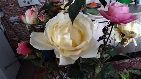Букет из роз и черенки колеуса Youtube