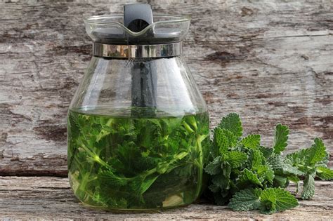 How To Make Catnip Tea For Cats 6 Vet Reviewed Easy Recipes Catster