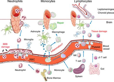 Role Of Immune Cells Migrating To The Ischemic Brain Stroke