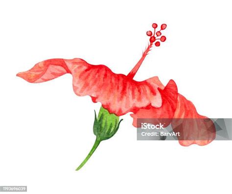 붉은 히비스커스의 꽃의 수채화 그림 흰색 배경에 고립 된 손으로 그린 이국적인 열대 식물 카드 초대장 디자인 인쇄를위한 빨간색 히비스커스 0명에 대한 스톡 벡터 아트 및