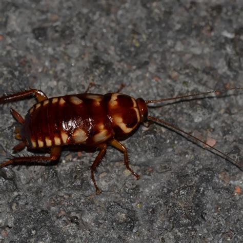 Australian Cockroach Facts Diet Habitat And Pictures On Animaliabio