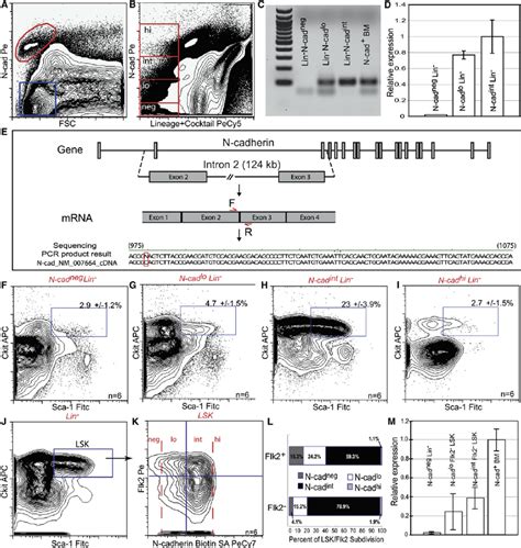 Examination Of N Cadherin Expression In Bone Marrow And Hscs A