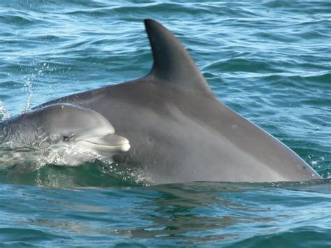 De Delfines Bebés Imagui