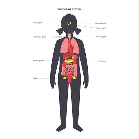 Premium Vector Human Endocrine System