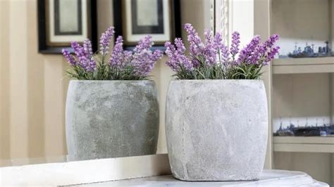 Planta De Apartament Care Te Scapă De Stres Şi Tu Trebuie Să O ţii în Dormitor Te Relaxează