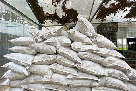 เลิฟเบตต้าฟิช คนอื่นมีคลังเก็บสินค้า เรามี คลังใบหูกวาง บางคนอาจมองว่า “แค่ใบไม้” แล้วก็เอา