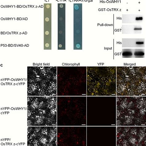 Subcellular Localization And Expression Analysis A Subcellular
