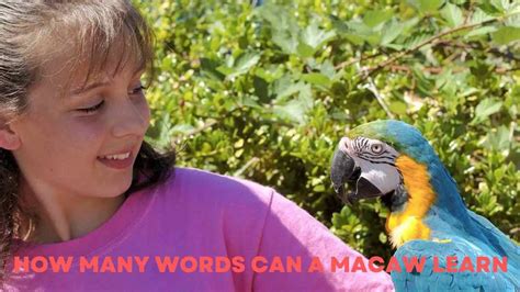 How Many Words Can A Macaw Learn Reveal The Myths Macaw Land