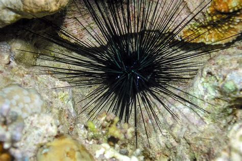Scientists Reveal The Microscopic Menace Behind A Massive Death Event