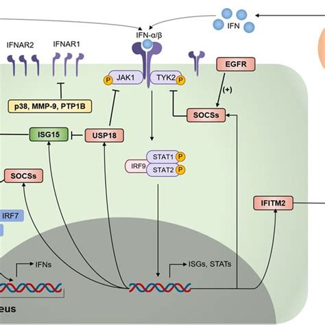 Type I Ifn Signaling Is Down Regulated By Negative Regulators Various