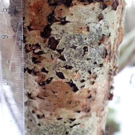 Birch Blackhead Diatrypella Favacea Mushroom Identification Habitat