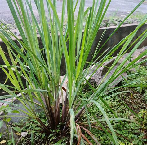 Lemongrass Is A Traditional Plant That Has A Very Strong Fragrance