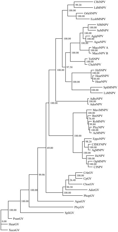 The Numbers On The Branches Represent Bootstrap Values For 1000