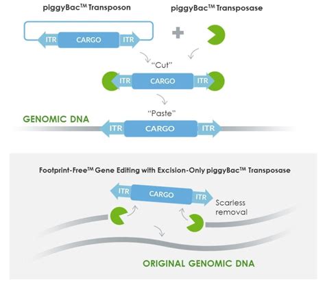 Genome Editing Technologies Demeetra Agbio