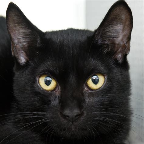Its Black Cat Appreciation Day Aug 17