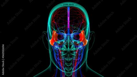 Human Skeleton Skull Zygomatic Bone Anatomy For Medical Concept Stock