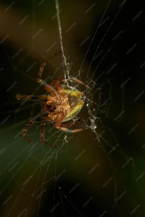 Premium Photo A Green Lemon Spider In Its Web
