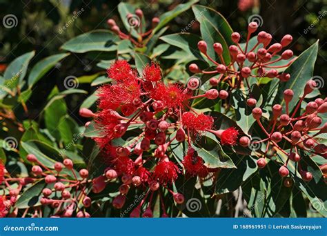 Flores De Chicle Con Flores Rojas Floreciendo Imagen De Archivo