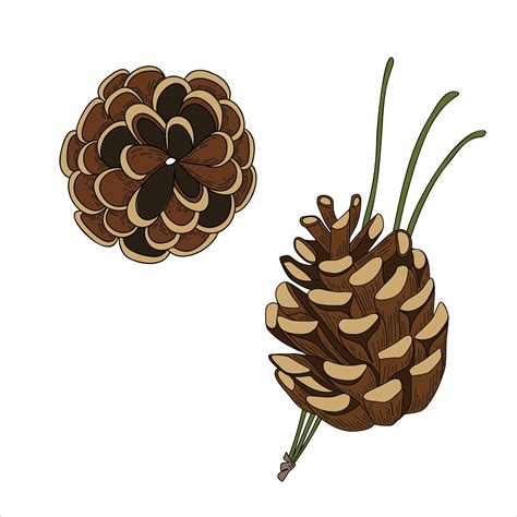 Pine Cone Vector Illustrationcone View From Above And Side With A