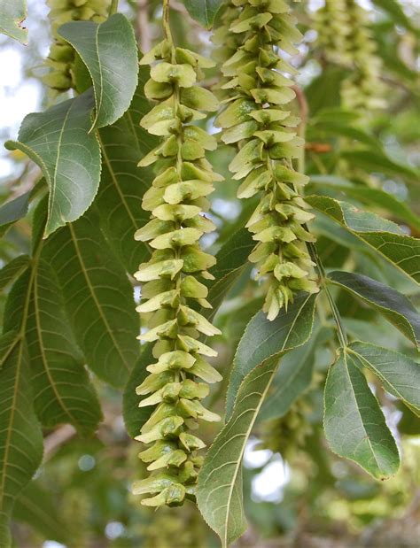 Pterocarya Stenoptera Chinese Wingnut Elswood Rare Plants