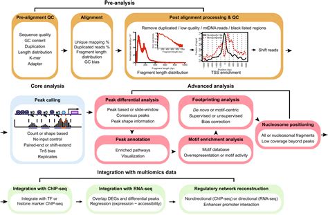 ATAC seq分析流程