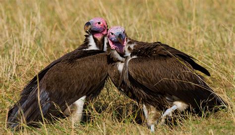 Predator Birds Are Sitting On The Ground Kenya Tanzania Safari East