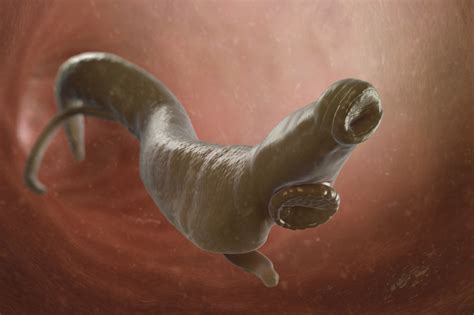 If Parasites Had Dating Profiles