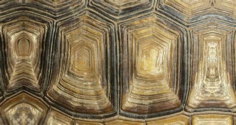 Tortoise Shell Texture Tortoise Shell Texture
