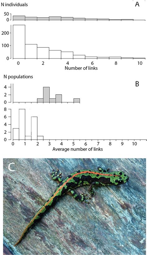 A Subspecies Of Marbled Newt Triturus Marmoratus In The Iberian
