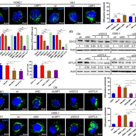 Latent Membrane Protein 1 Lmp1 Promotes Extracellular Vesicle Ev Download Scientific