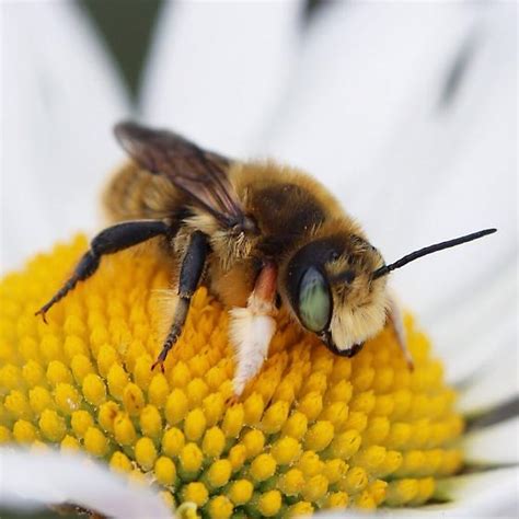 Bee Megachile Perihirta Bugguide Net