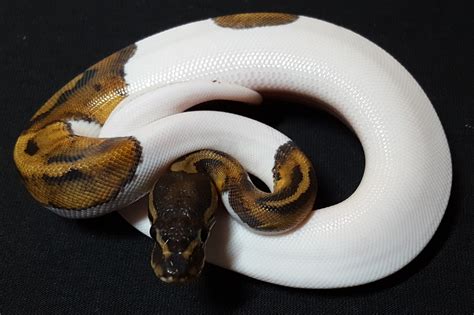Pied Ball Python By Buffalo Ridge Reptiles Morphmarket