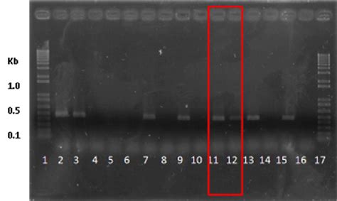 Polymerase Chain Reaction Amplification Of Salmonella Spp 045kb