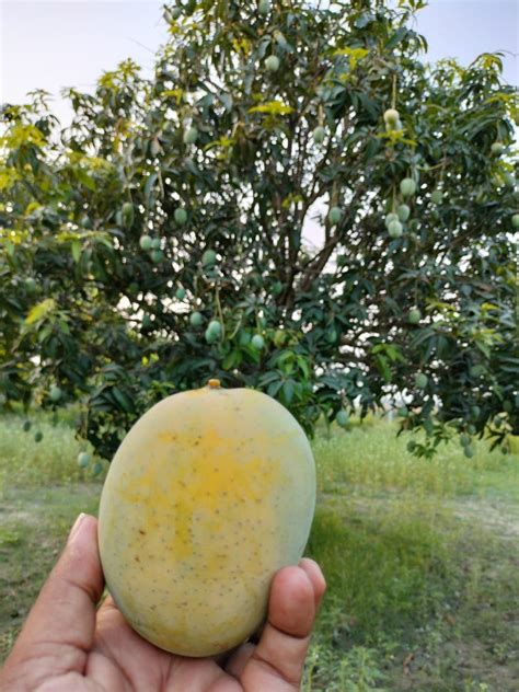 Discovering The Delightful Dudhiya Malda Mango From Bihar