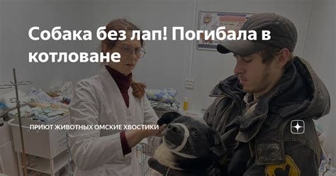 Собака без лап Погибала в котловане Приют животных Омские Хвостики Дзен