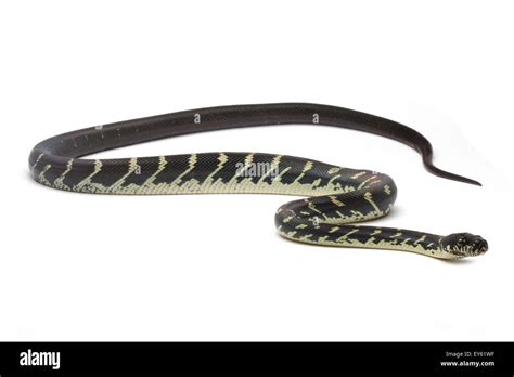 Boelens Python Morelia Boeleni Fotos Und Bildmaterial In Hoher Auflösung Alamy