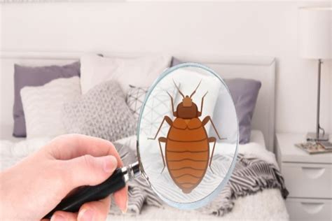 Choosing The Right Bed Bug Extermination Strategy