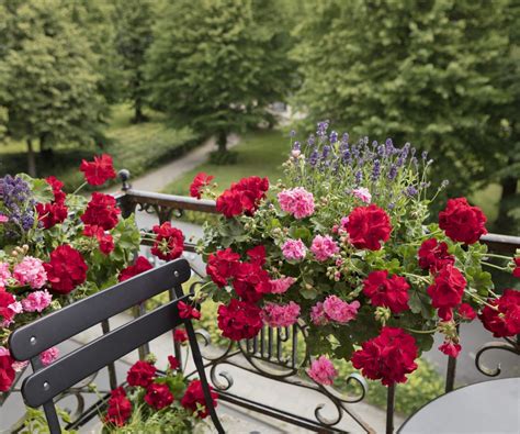 Did You Know Seven Fun Facts About Geraniums › My Geranium