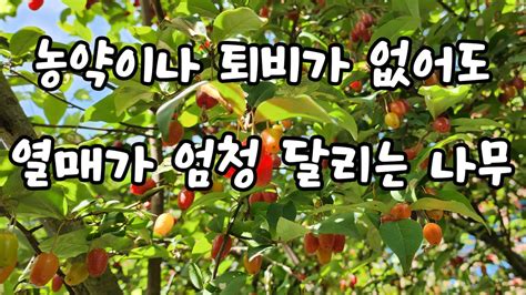 농약이나 퇴비 비료가 없어도 열매가 엄청 많이 달리는 보리수나무 Youtube