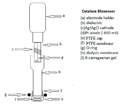 Catalase Biosensor Assembly Download Scientific Diagram